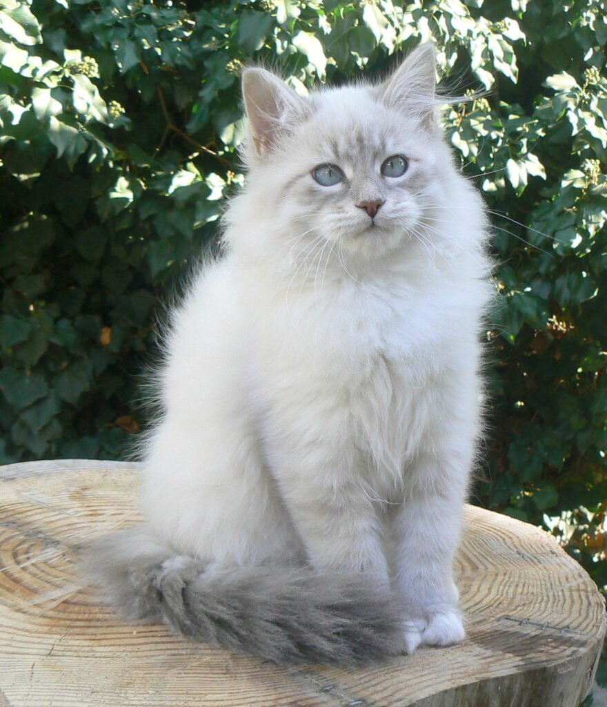 Allevamento di gatti Siberiani Chernika – Gatti Siberiani e Neva masquerade