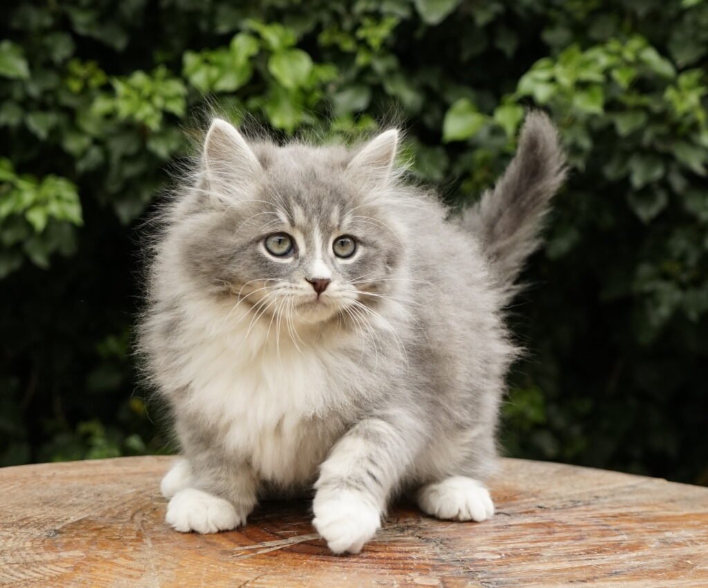 Allevamento di gatti Siberiani Chernika – Gatti Siberiani e Neva masquerade