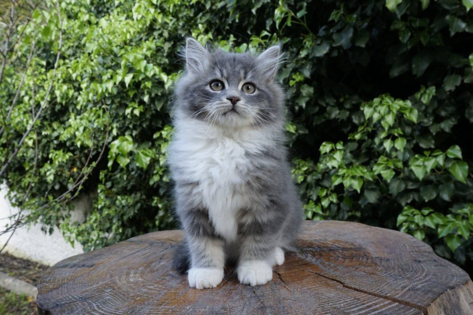 Allevamento di gatti Siberiani Chernika – Gatti Siberiani e Neva masquerade